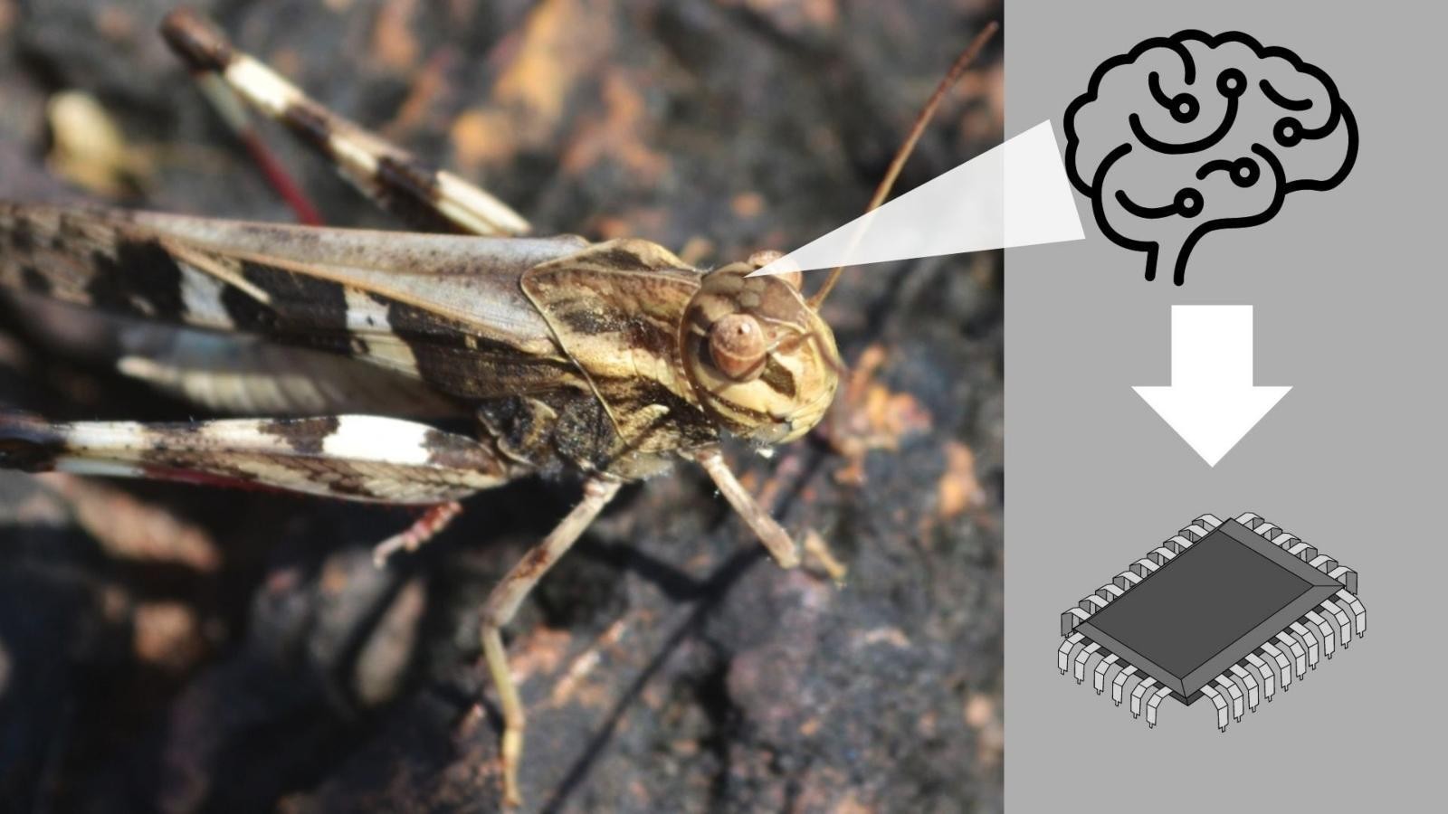 Mimicking locust brains: scientists develop low-power artificial neurons capable of obstacle ...